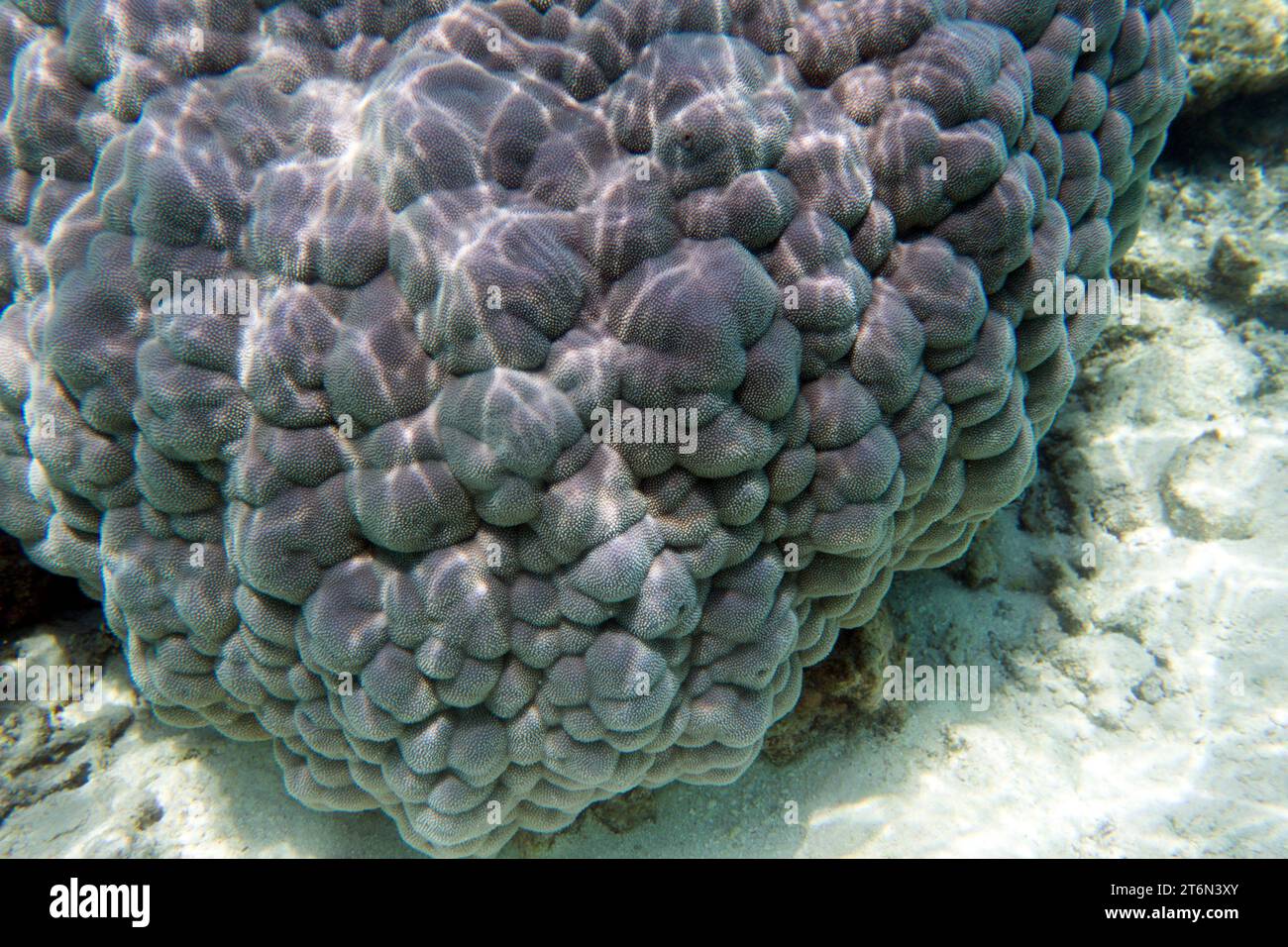 Brain coral barrier reef hi-res stock photography and images - Alamy