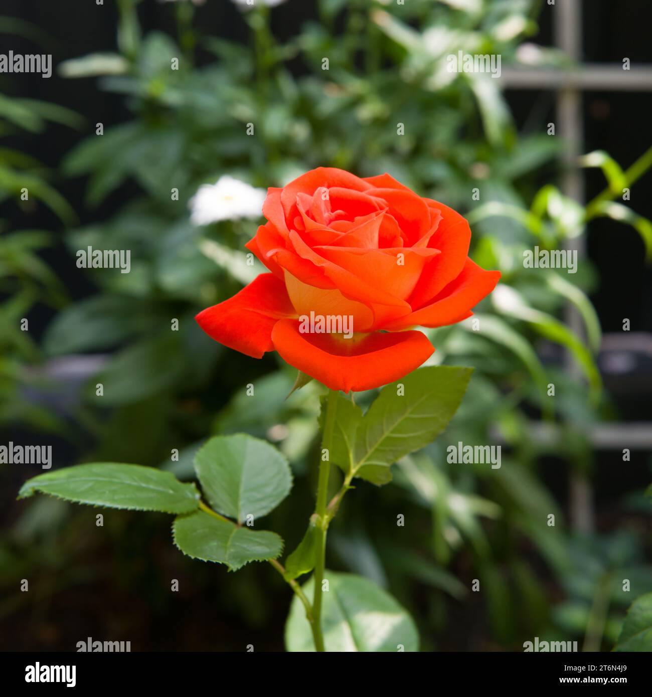 Scarlet rose in the summer garden Stock Photo - Alamy