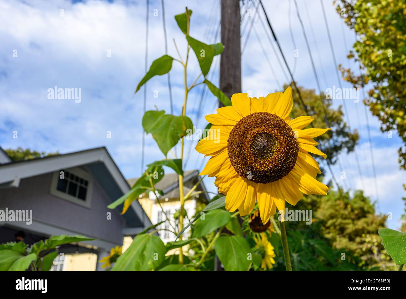 NEW ORLEANS, LA, USA - NOVEMBER 8, 2023: Closeup of sunflower in bloom ...