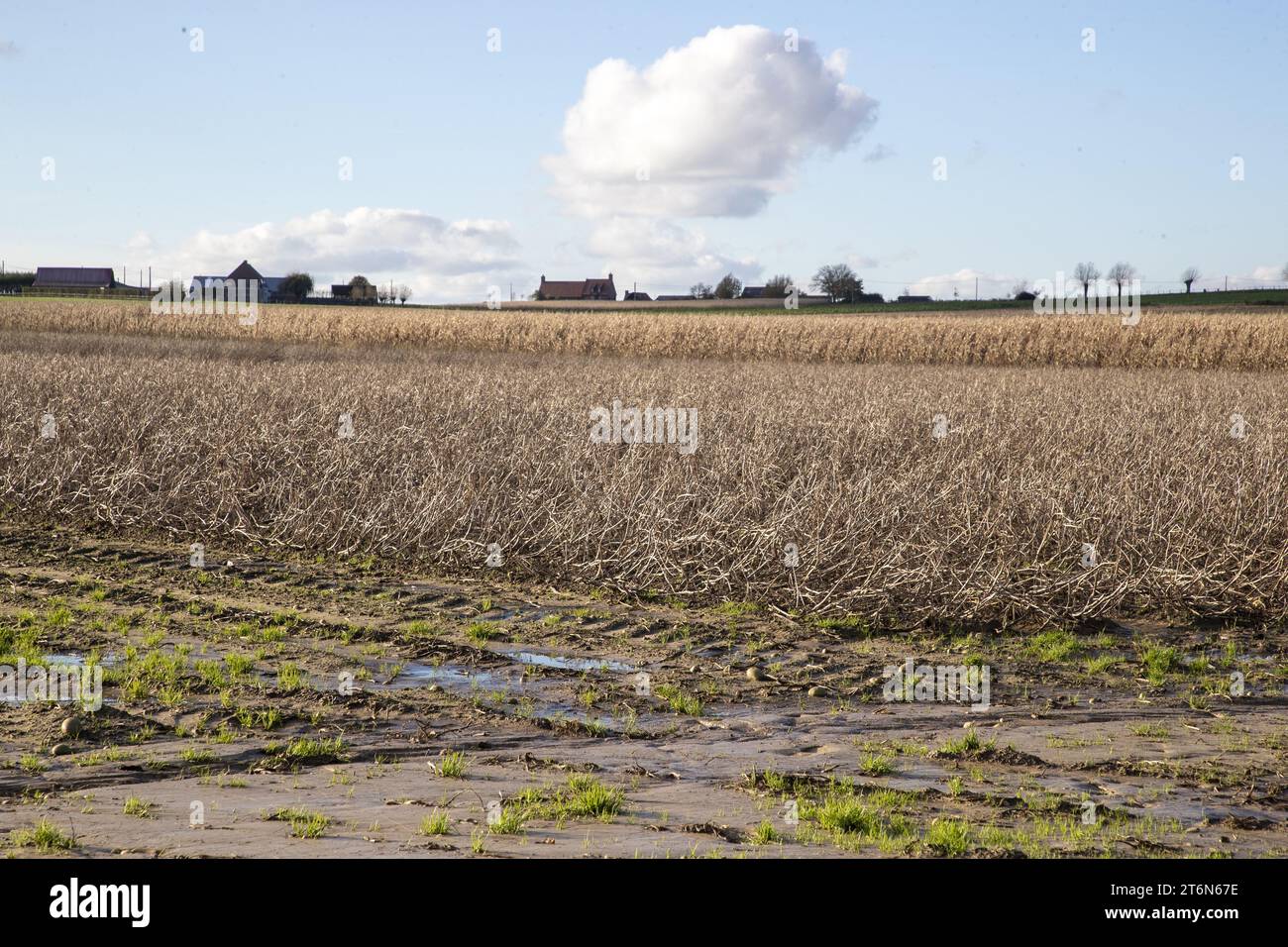 Problems for farmers hi-res stock photography and images - Alamy