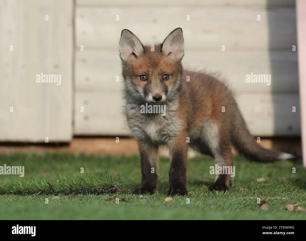 Pet cub hi-res stock photography and images - Alamy