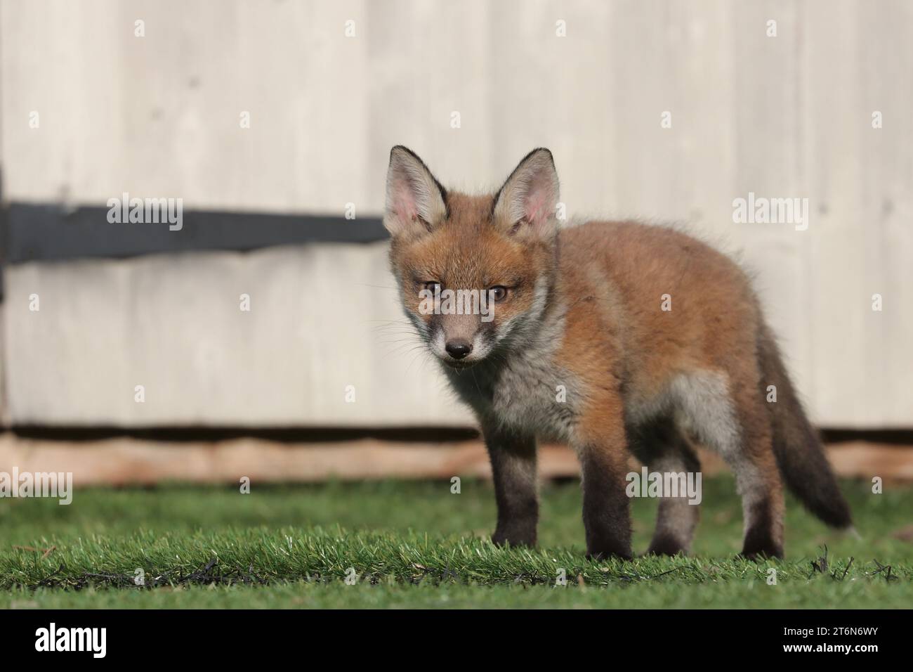 Pet cub hi-res stock photography and images - Alamy
