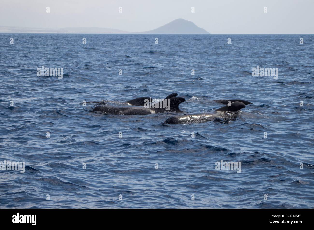 Balena hi-res stock photography and images - Alamy
