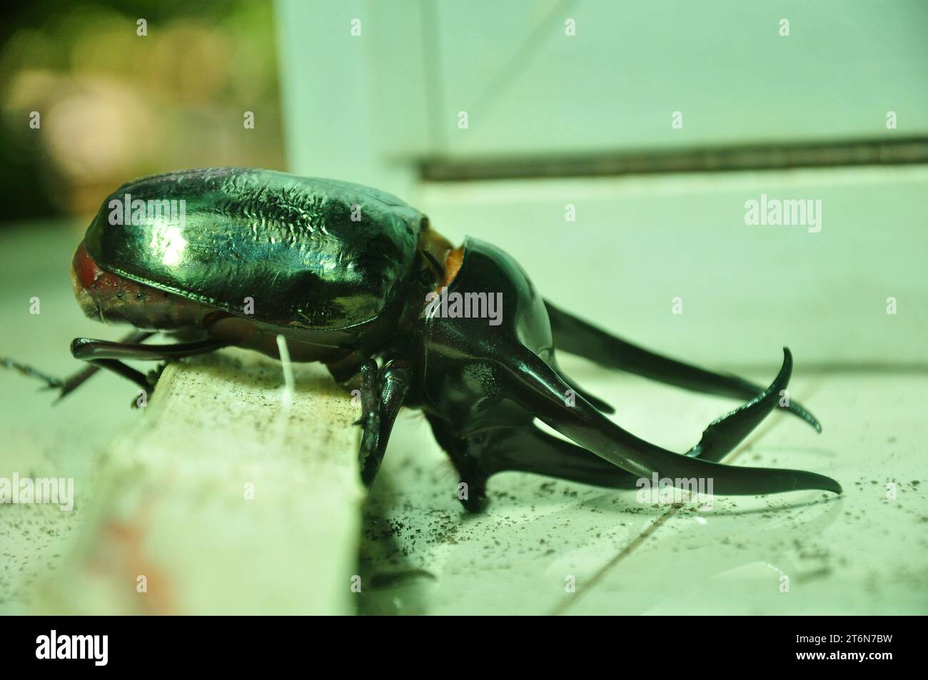 Cobweb beetle hi-res stock photography and images - Alamy