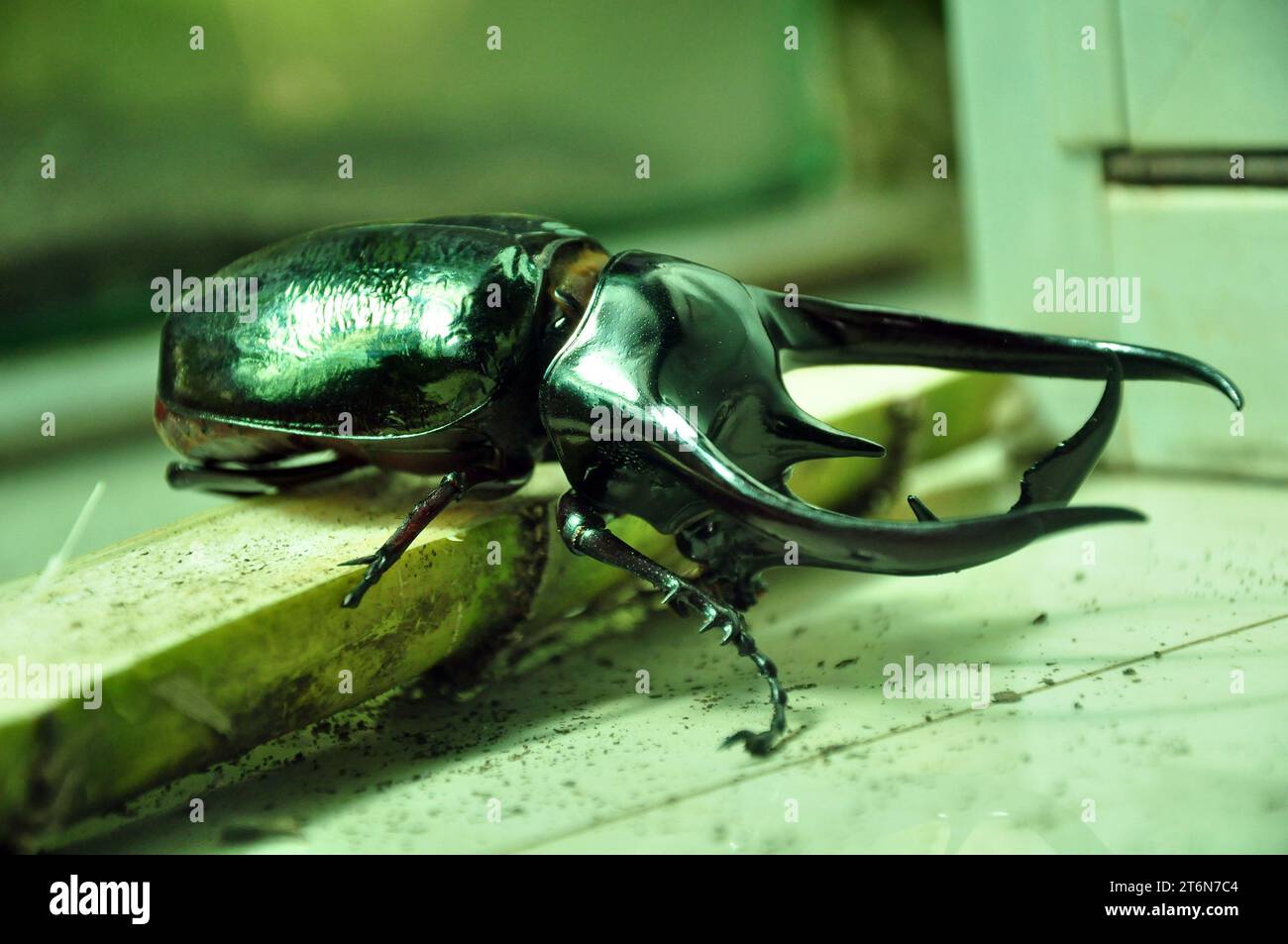 Spider web stand hi-res stock photography and images - Alamy