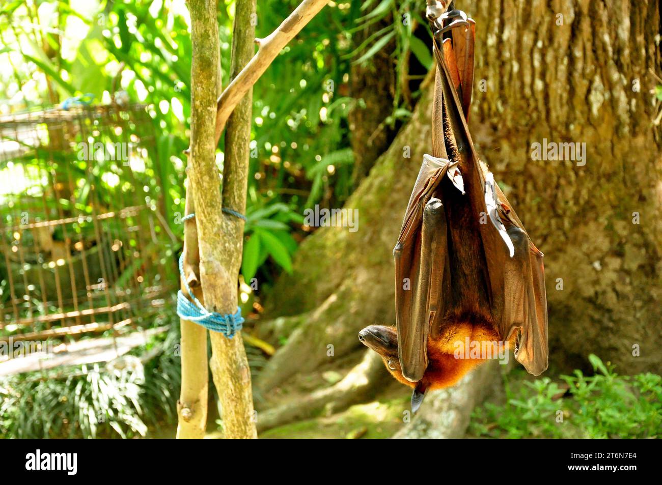 Names in Bali island as Kalong, or the giant Flying Fox hanging on the ...