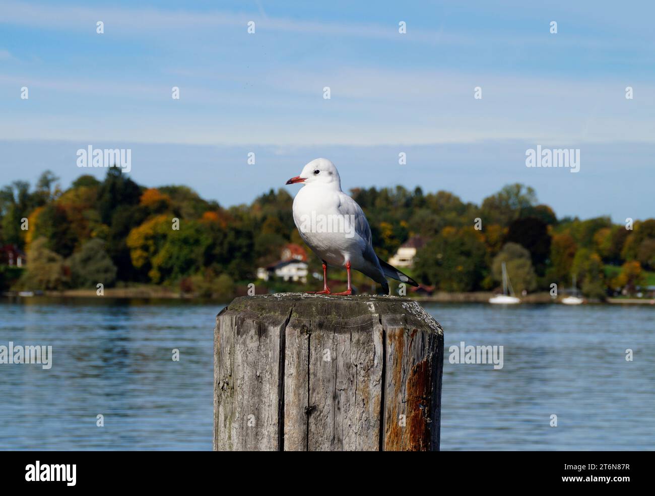 a maritime view with a cute seagull sitting on a wooden pole on island Frauenchiemsee on lake ...