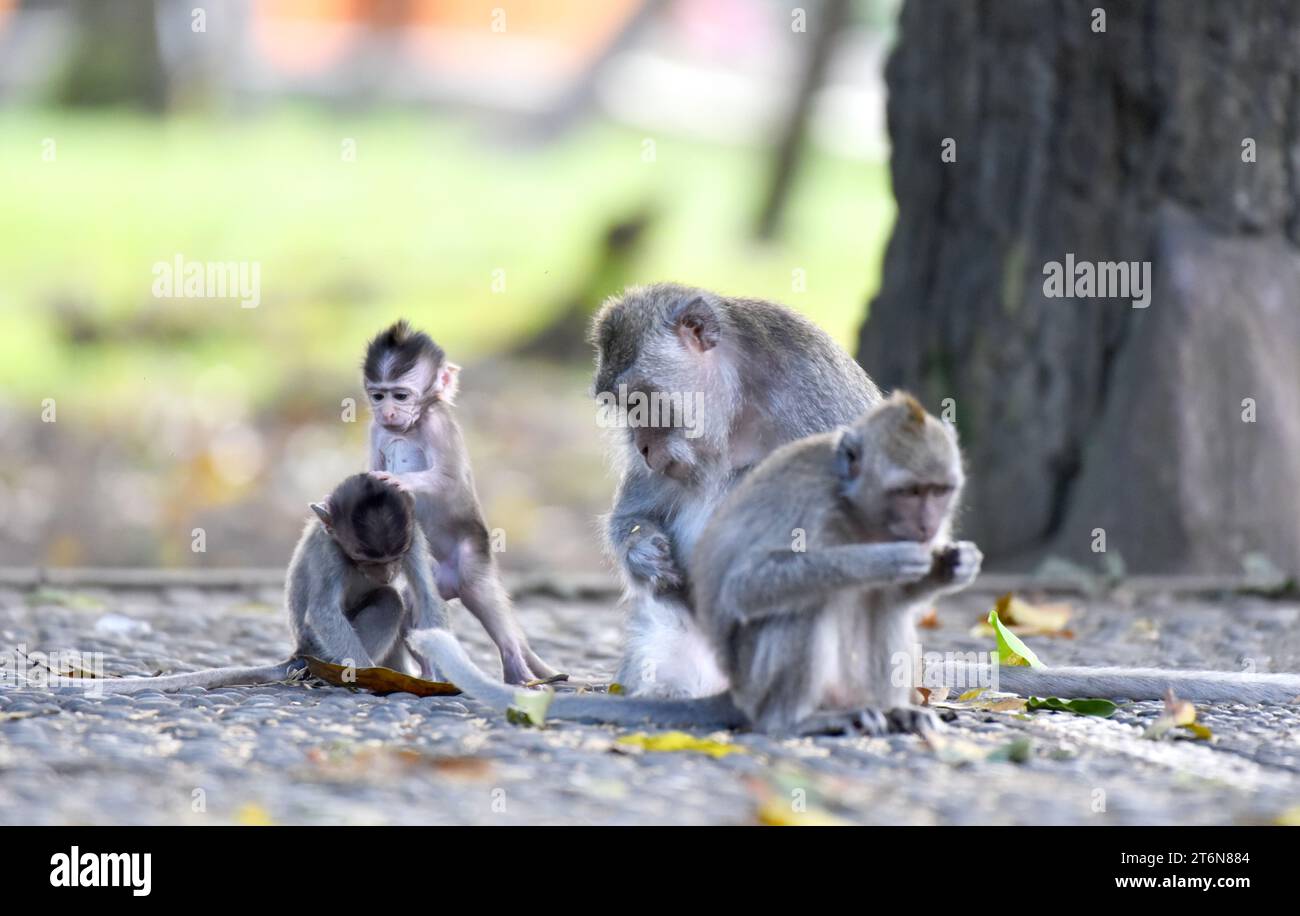 Group monkeys zoo eating hi-res stock photography and images - Alamy