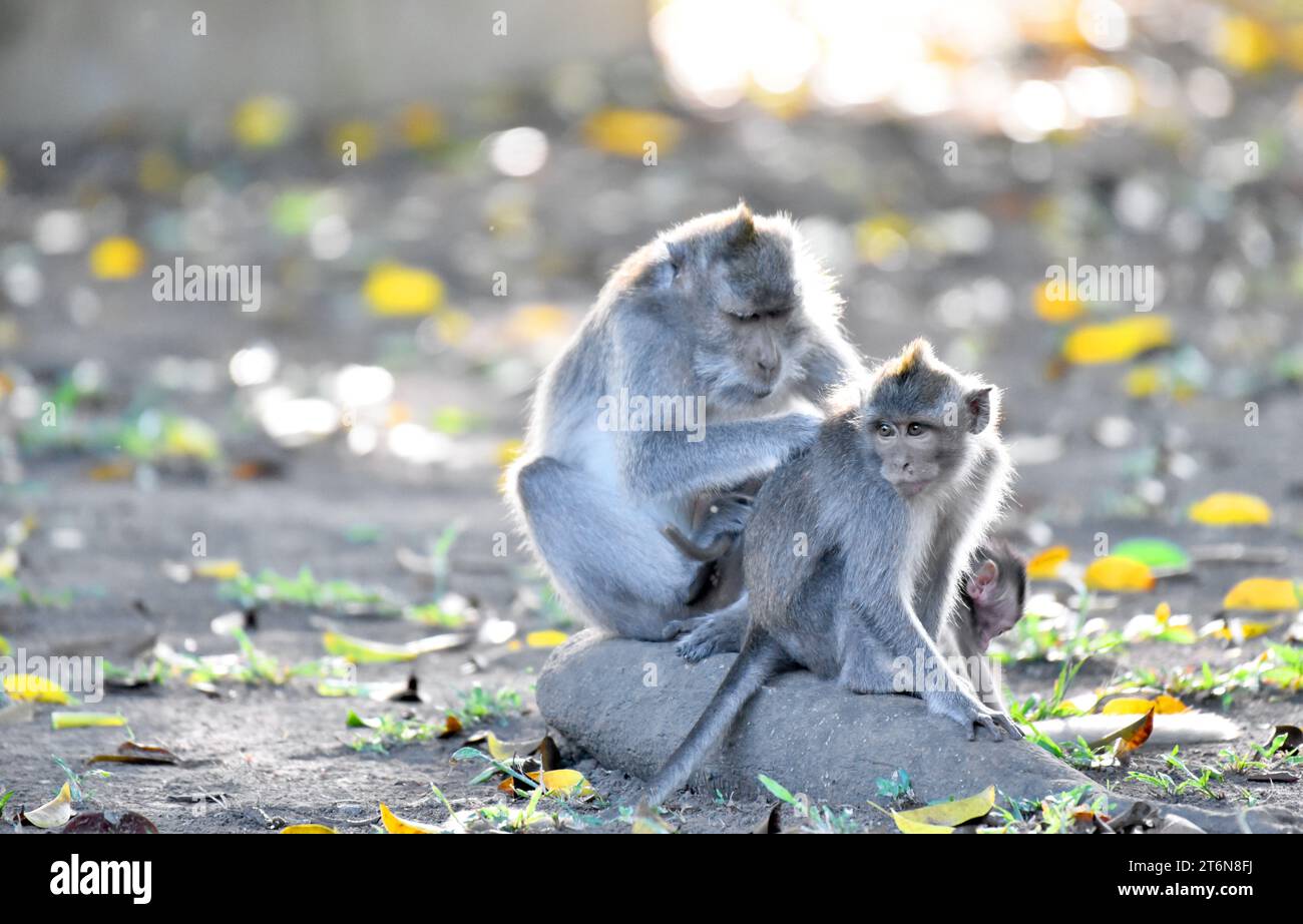 Brown monkeys eating and playing around in the forest Stock Photo - Alamy