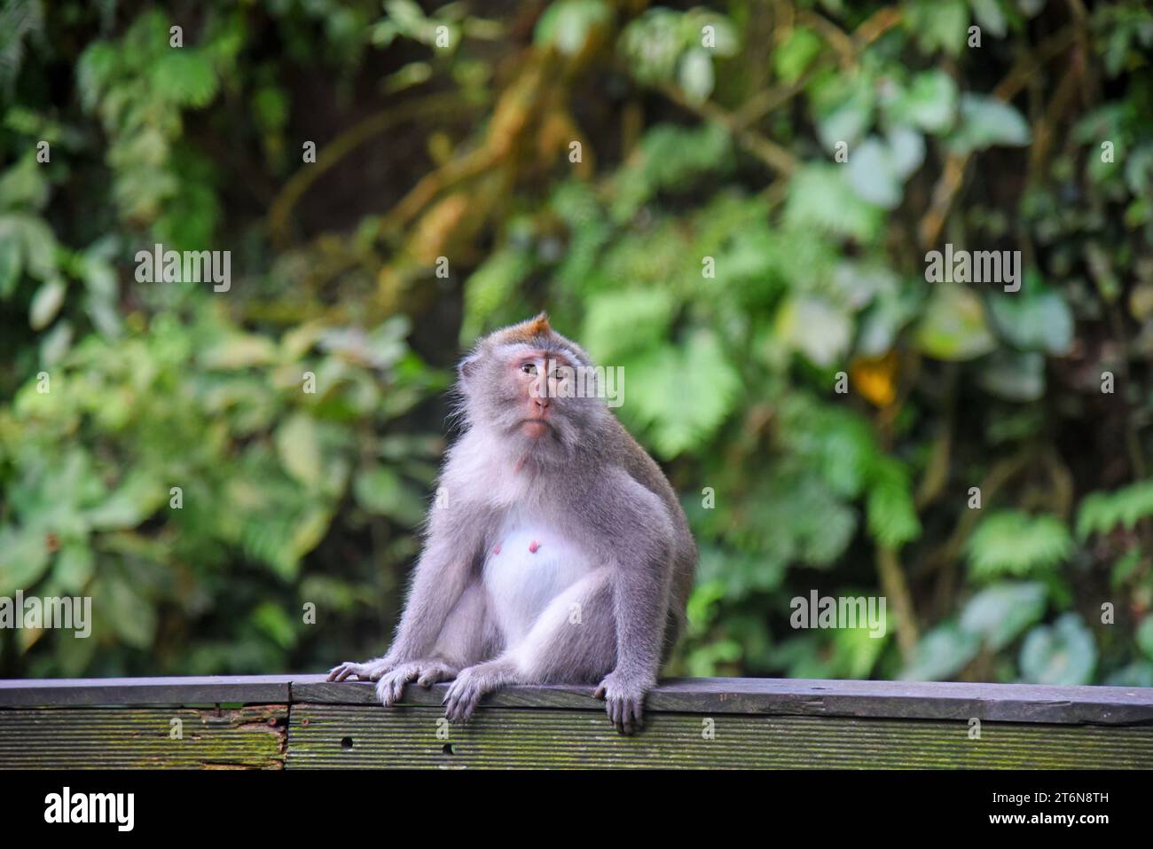 Brown monkeys eating and playing around in the forest Stock Photo - Alamy