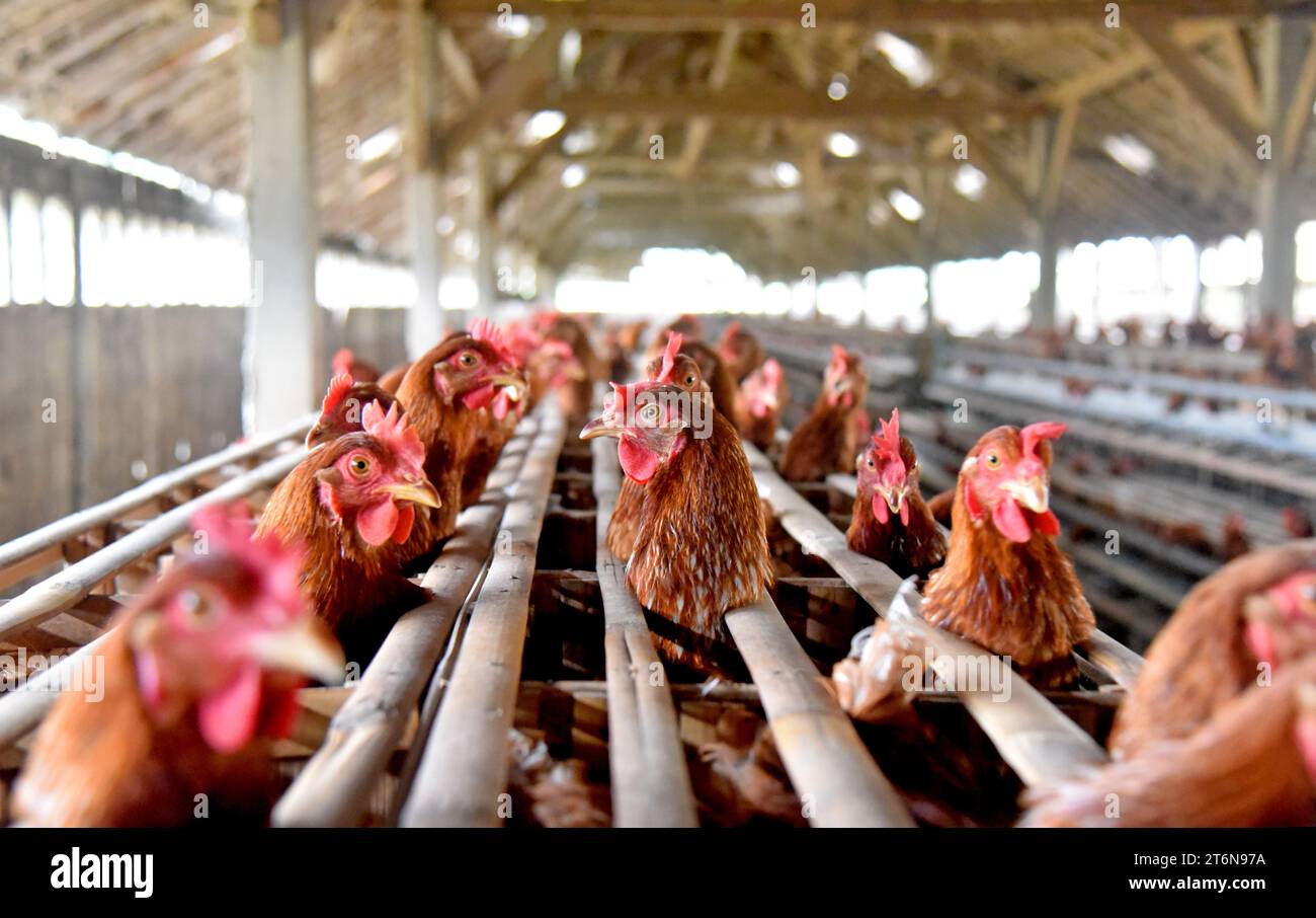 Chicken farm many healty fresh hi-res stock photography and images - Alamy