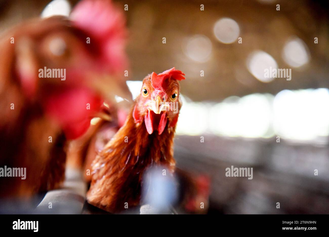 Chicken farm many healty fresh hi-res stock photography and images - Alamy