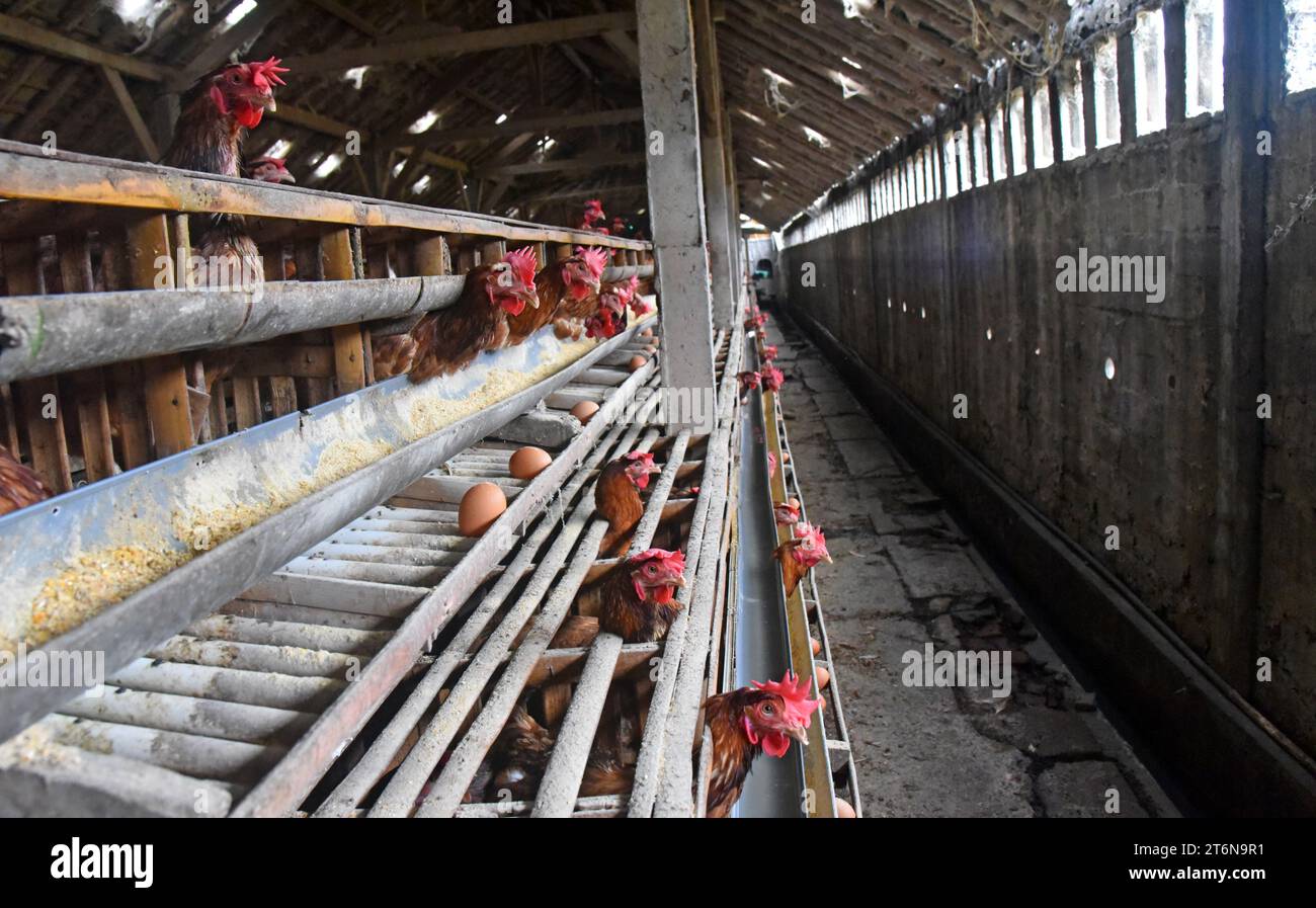 Chicken farm many healty fresh hi-res stock photography and images - Alamy