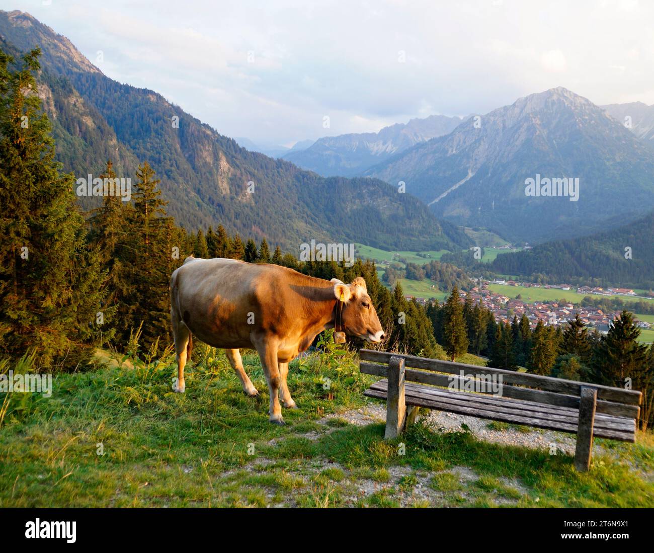 alpine landscape with an alpine cow grazing in the Bavarian Alps in Bad ...