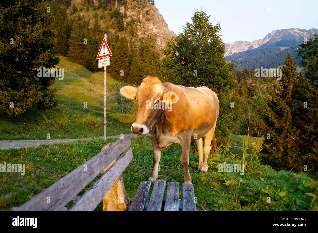alpine landscape with an alpine cow grazing in the Bavarian Alps in Bad ...