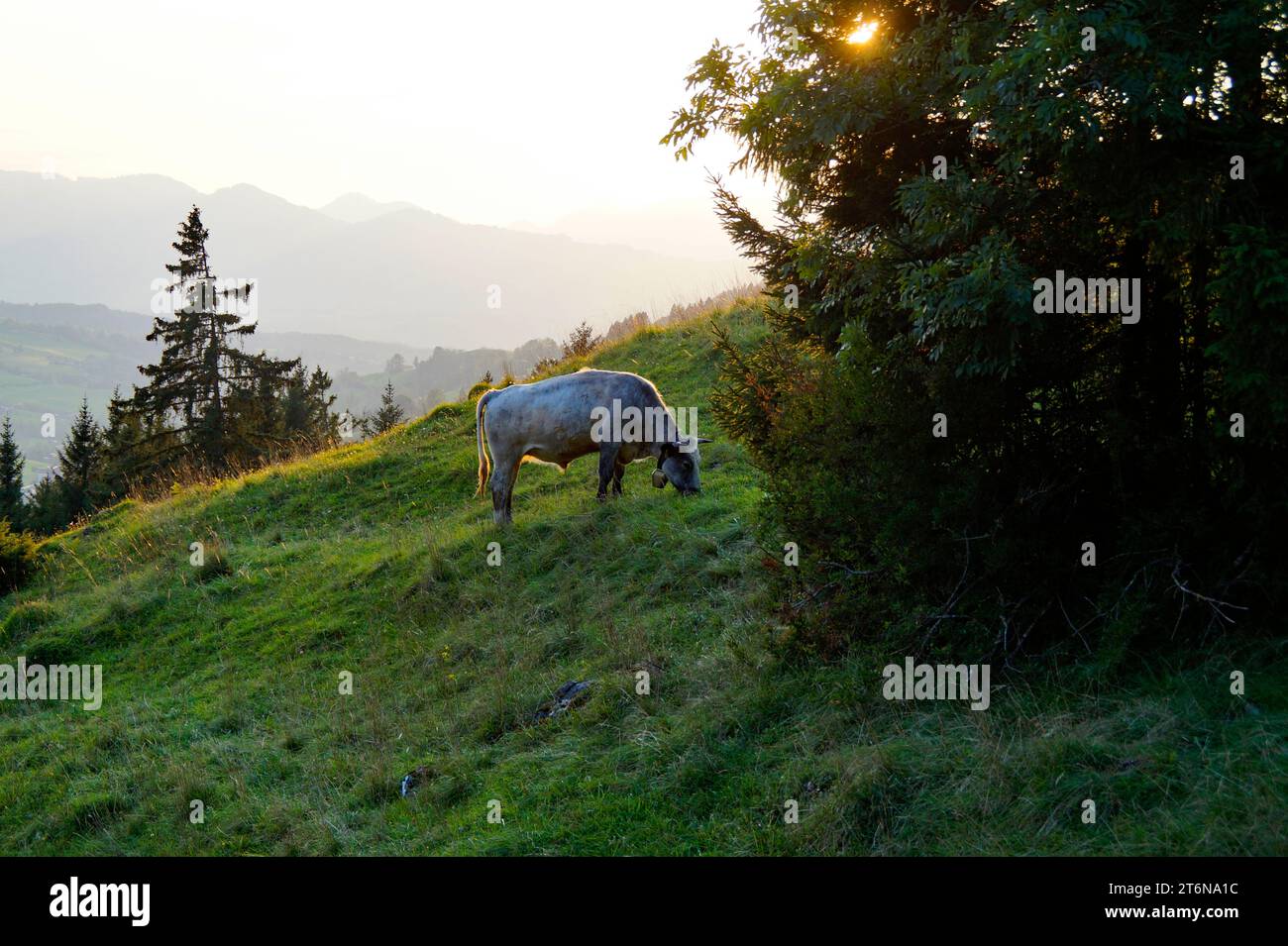 alpine landscape with an alpine cow grazing in the Bavarian Alps in Bad ...