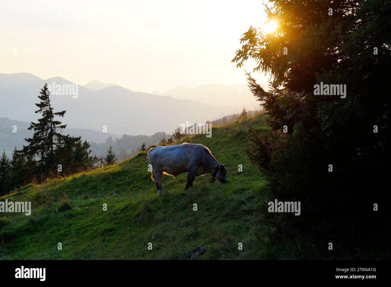 alpine landscape with an alpine cow grazing in the Bavarian Alps in Bad ...
