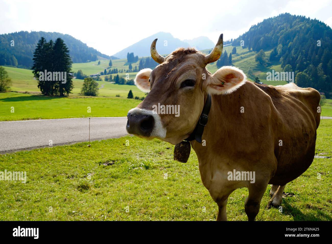 alpine landscape with a cow grazing in the Bavarian Alps on a sunny ...