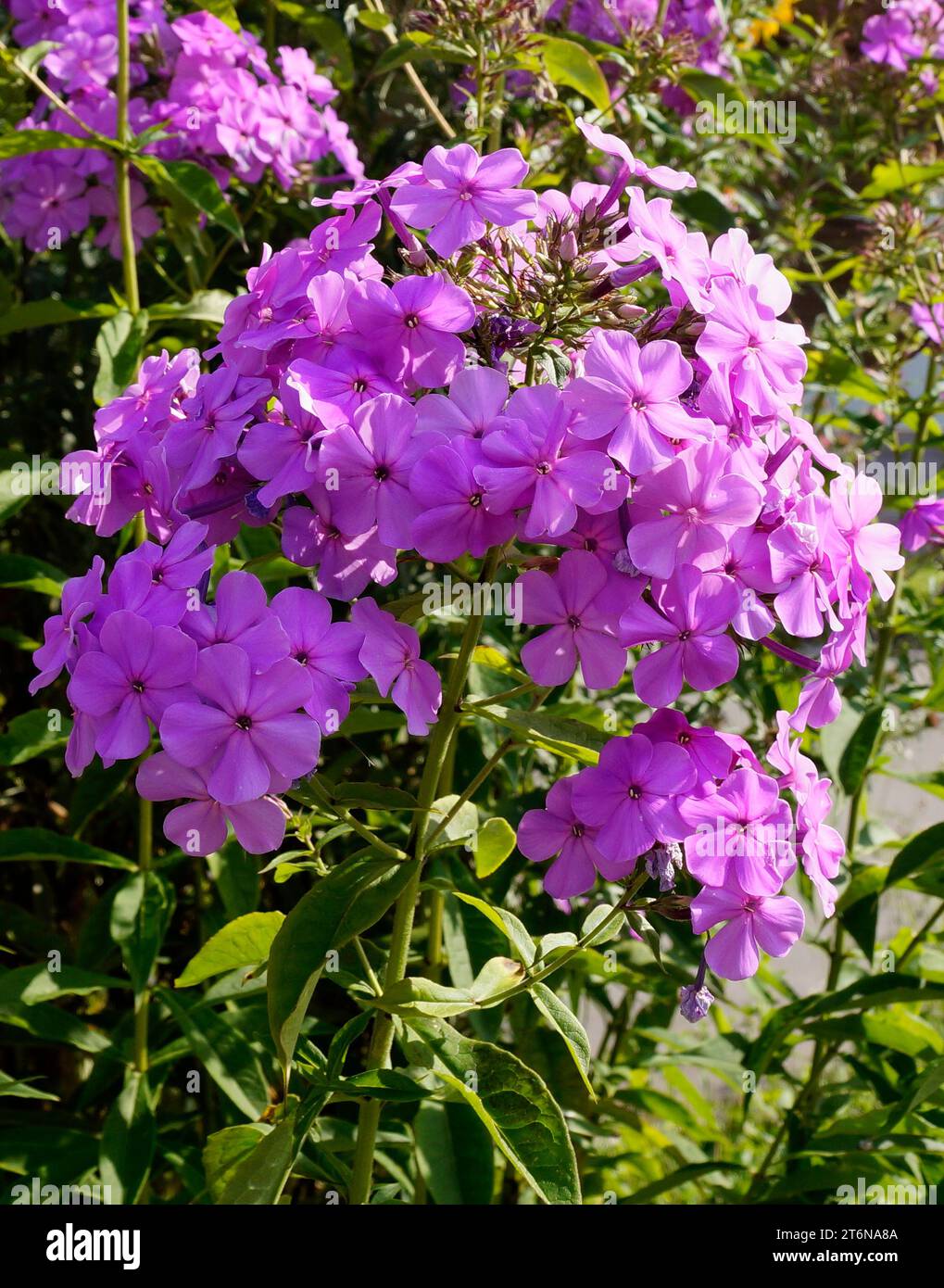 hot pink flowers of phlox paniculata also known as garden phlox on a ...