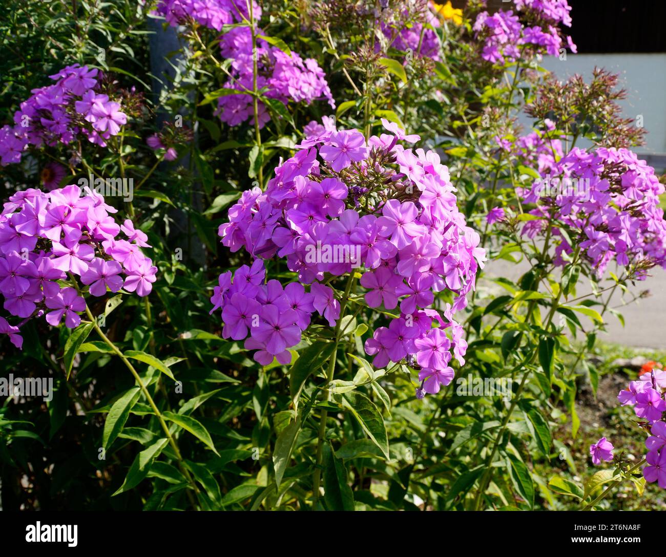 hot pink flowers of phlox paniculata also known as garden phlox on a ...