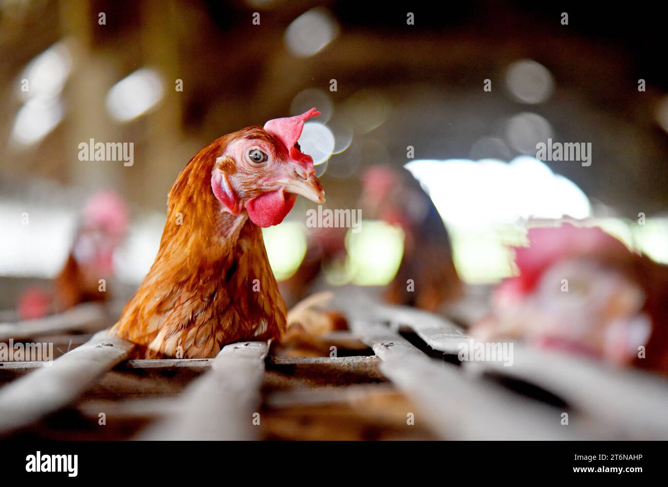 Chicken farm many healty fresh hi-res stock photography and images - Alamy