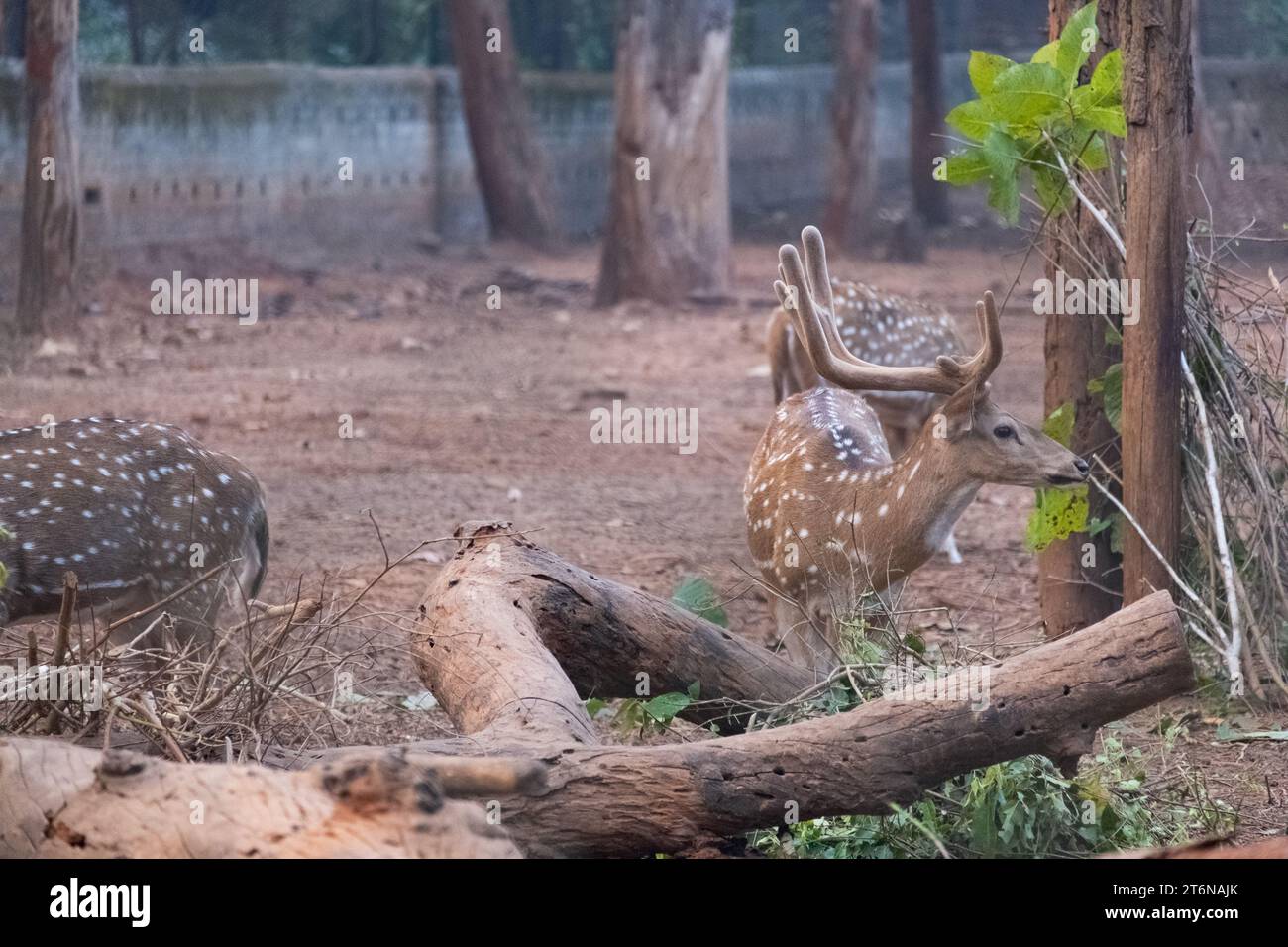 Kuturi Deer Park, Daspalla. The sanctury is home to Spotted deer ...