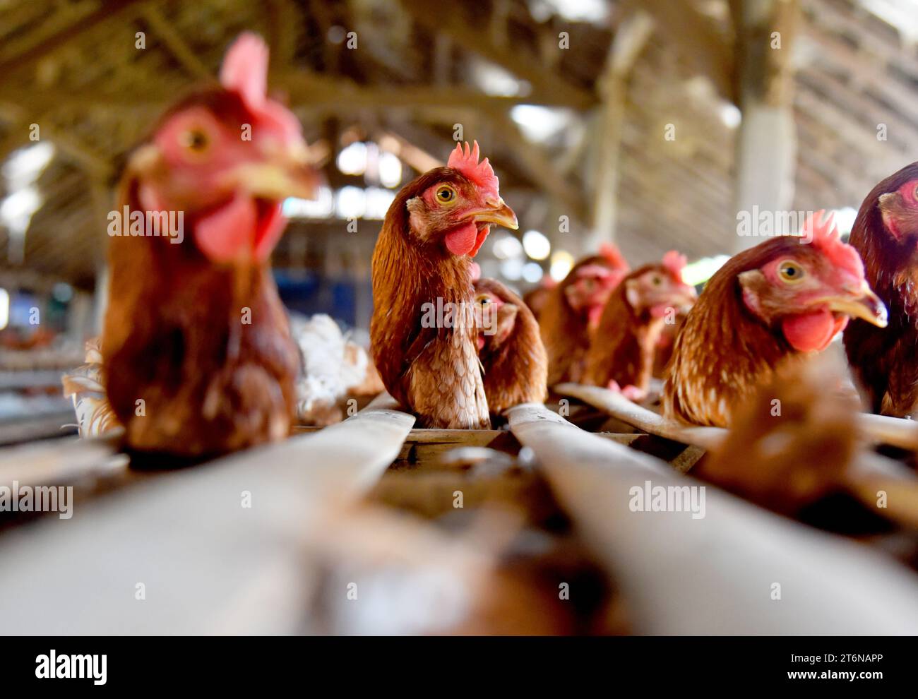 Chicken Farm with many healty chicken and fresh egg Stock Photo - Alamy