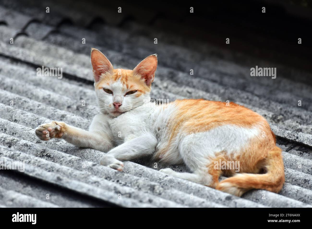 Indonesian domestic cat hi-res stock photography and images - Alamy