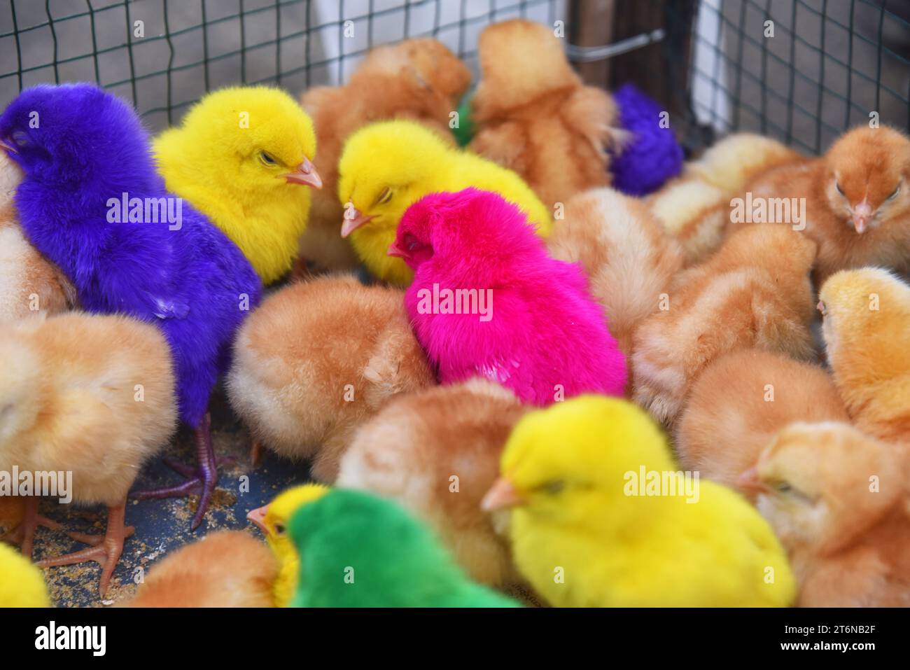 Baby chickens chicks growing hi-res stock photography and images - Alamy