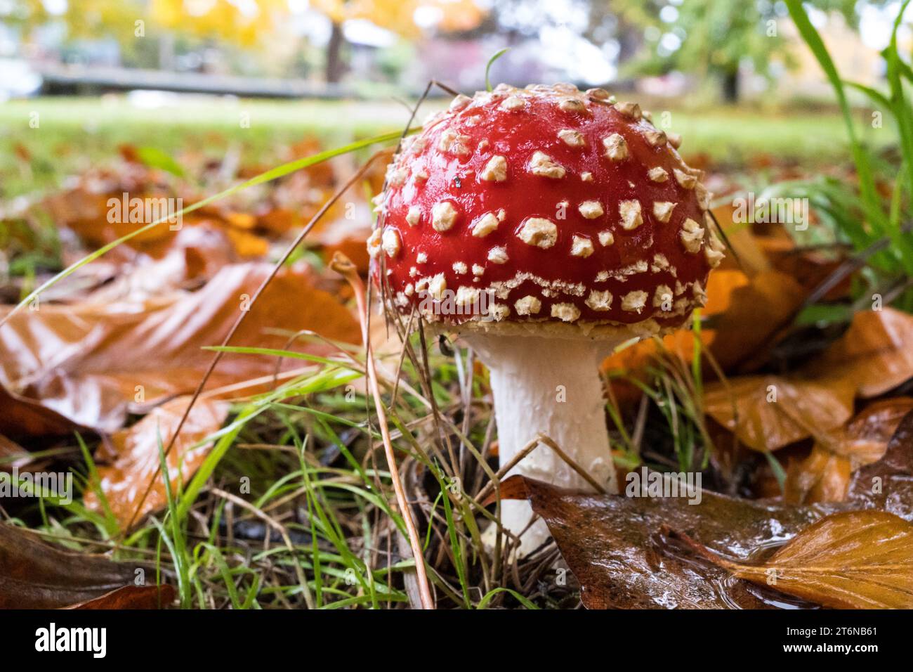 Seattle, USA. 6th Nov, 2023. Wild mushrooms of the PNW Stock Photo - Alamy