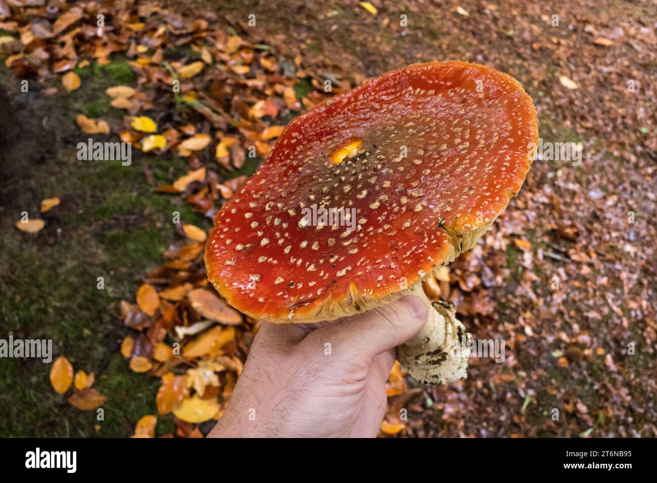 Seattle, USA. 6th Nov, 2023. Wild mushrooms of the PNW Stock Photo - Alamy