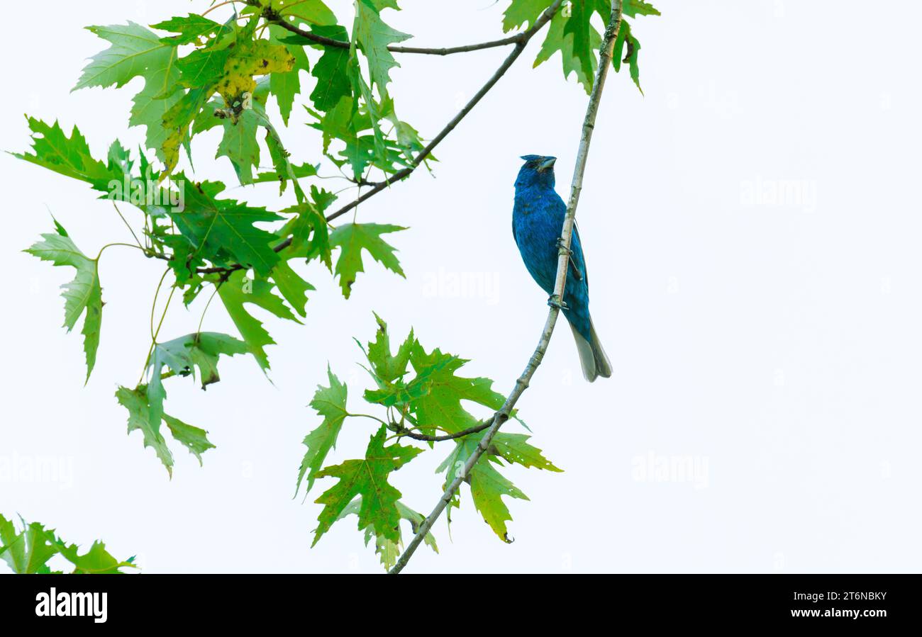 Indigo Bunting Blue Bird perched in a tree Stock Photo - Alamy