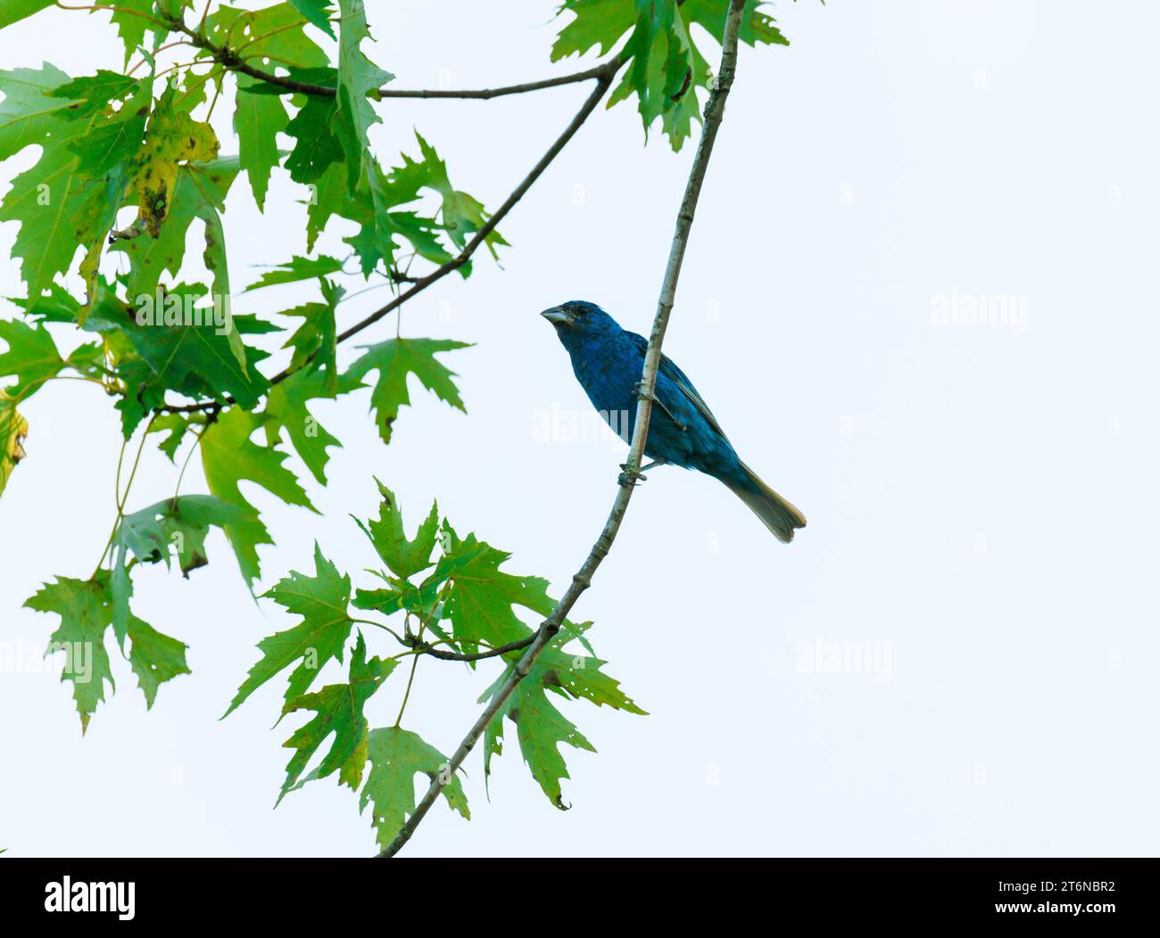 Indigo Bunting Blue Bird perched in a tree Stock Photo - Alamy