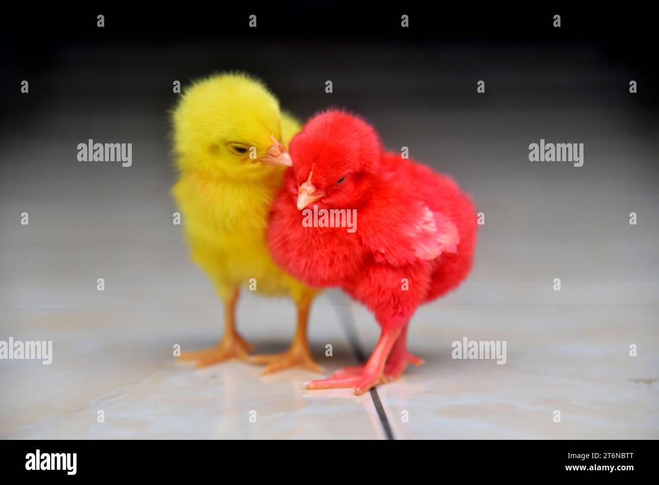 Baby chickens chicks growing up hi-res stock photography and images - Alamy