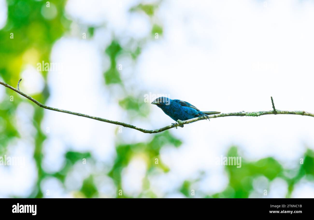 Indigo Bunting Blue Bird perched in a tree Stock Photo - Alamy