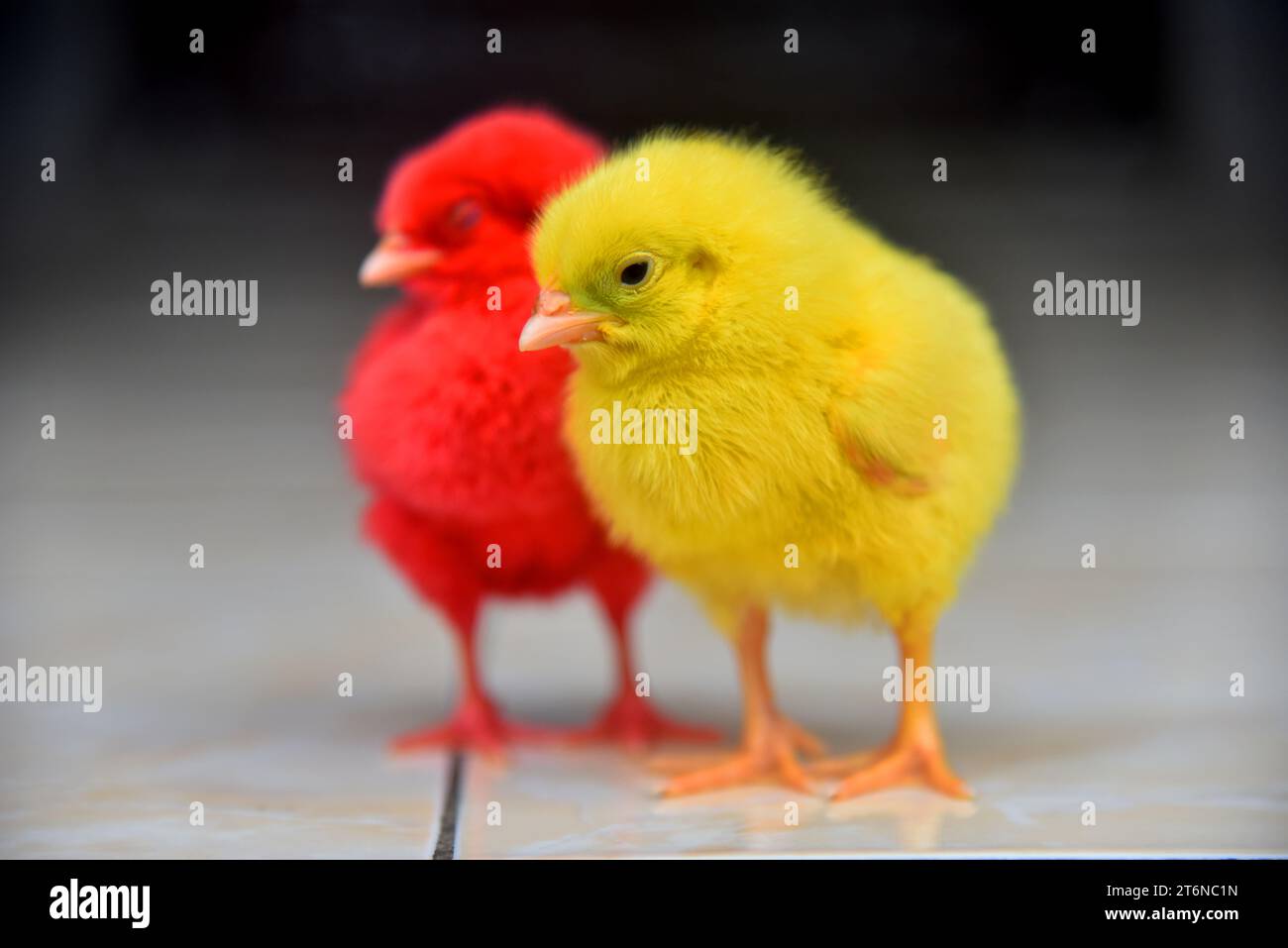 Baby chickens chicks growing up hi-res stock photography and images - Alamy