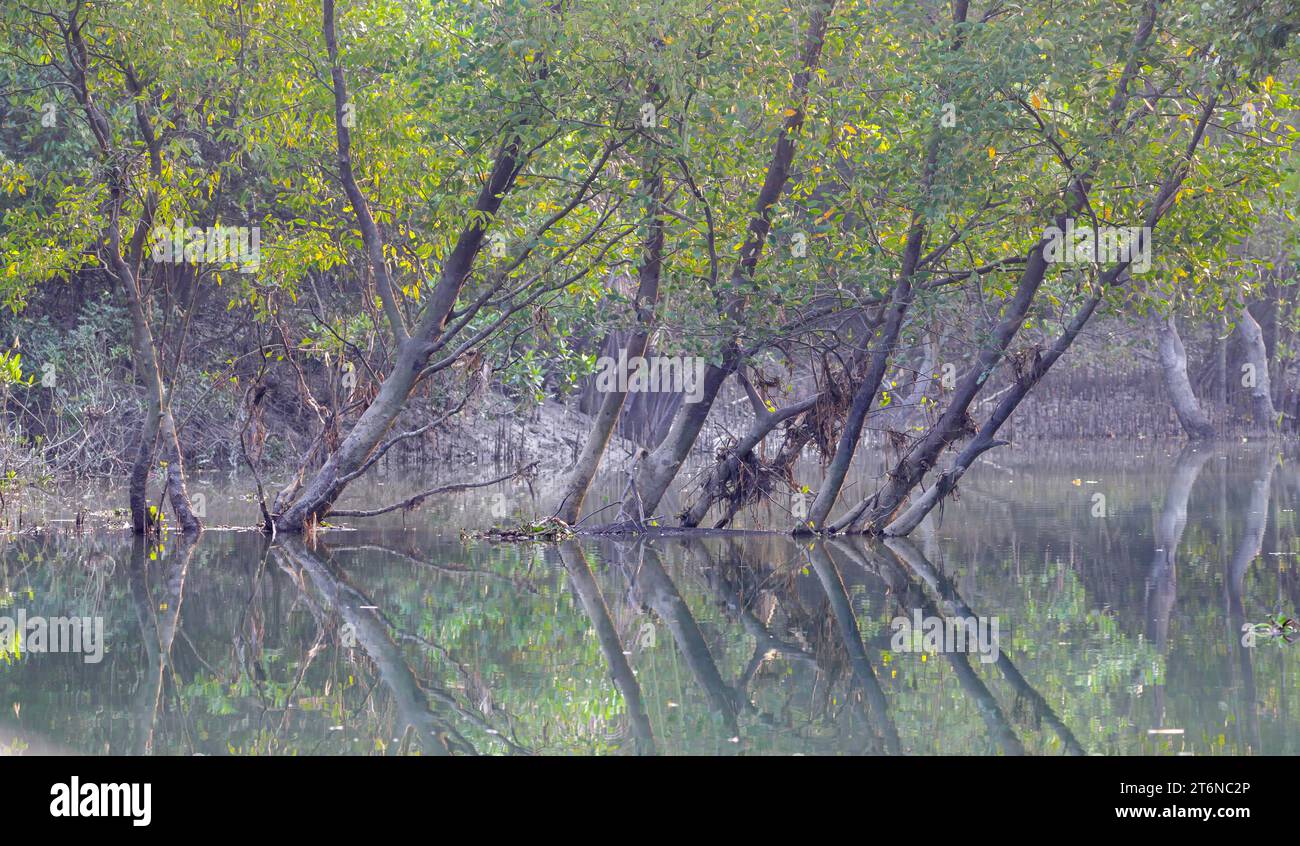 A canal in Sundarbans.Sundarbans is the biggest natural mangrove forest ...
