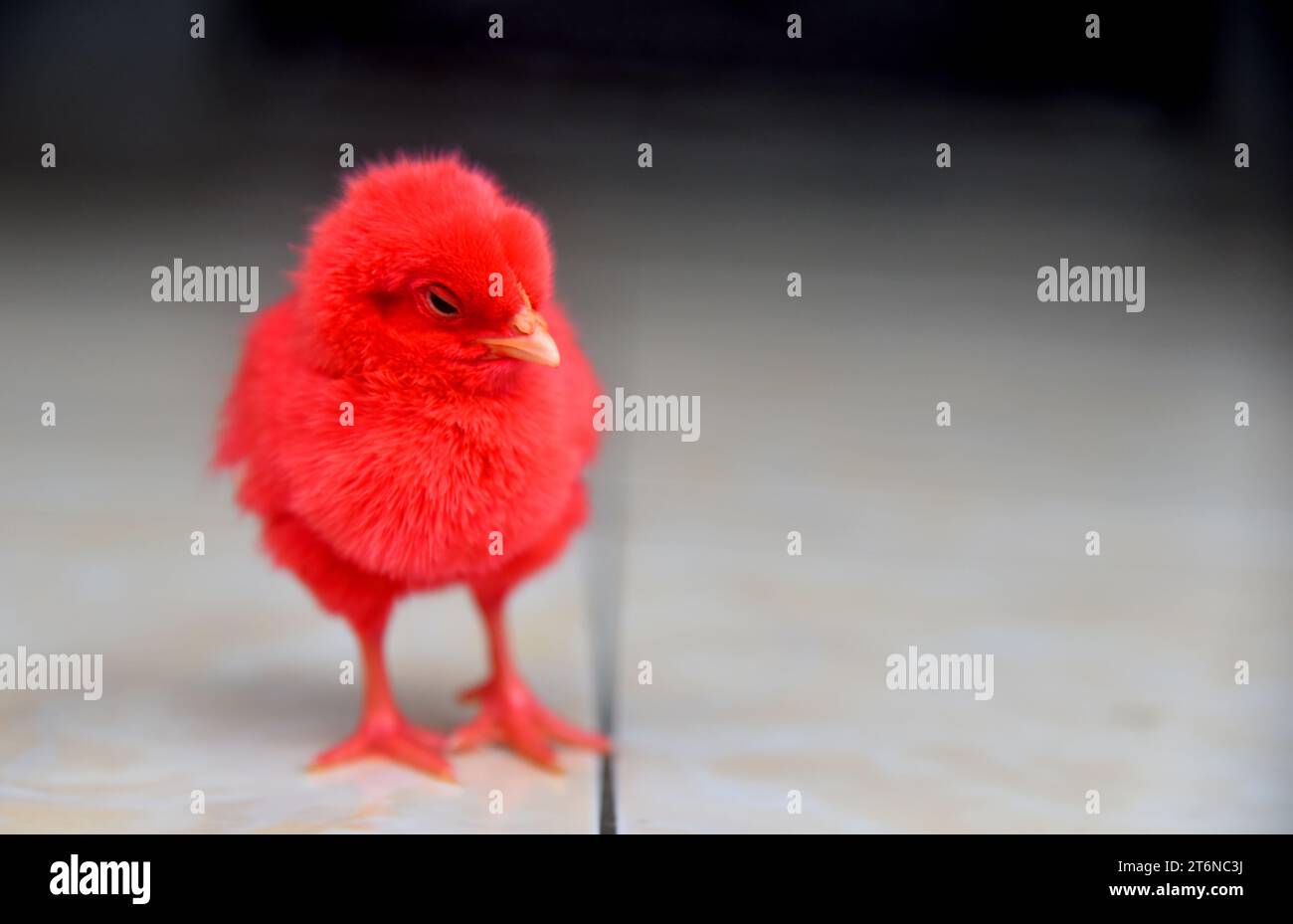 Colored baby chickens in closed up Stock Photo - Alamy