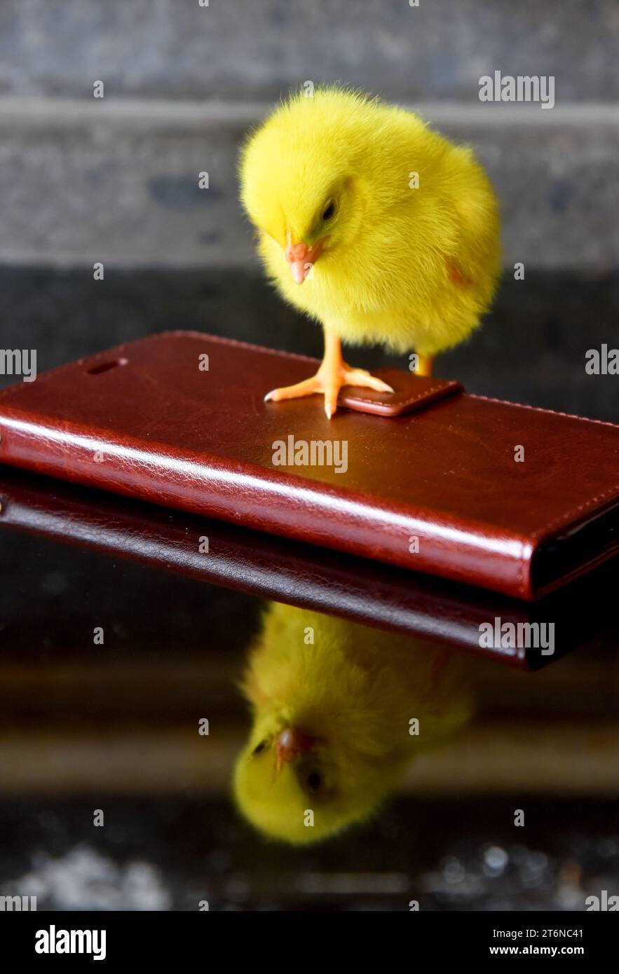Baby chickens chicks growing up hi-res stock photography and images - Alamy