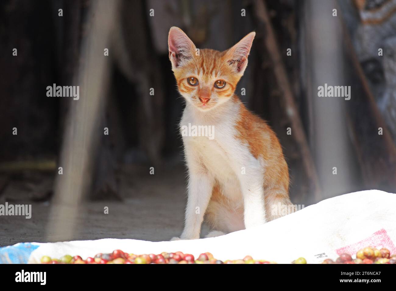 Indonesian domestic cat hi-res stock photography and images - Alamy