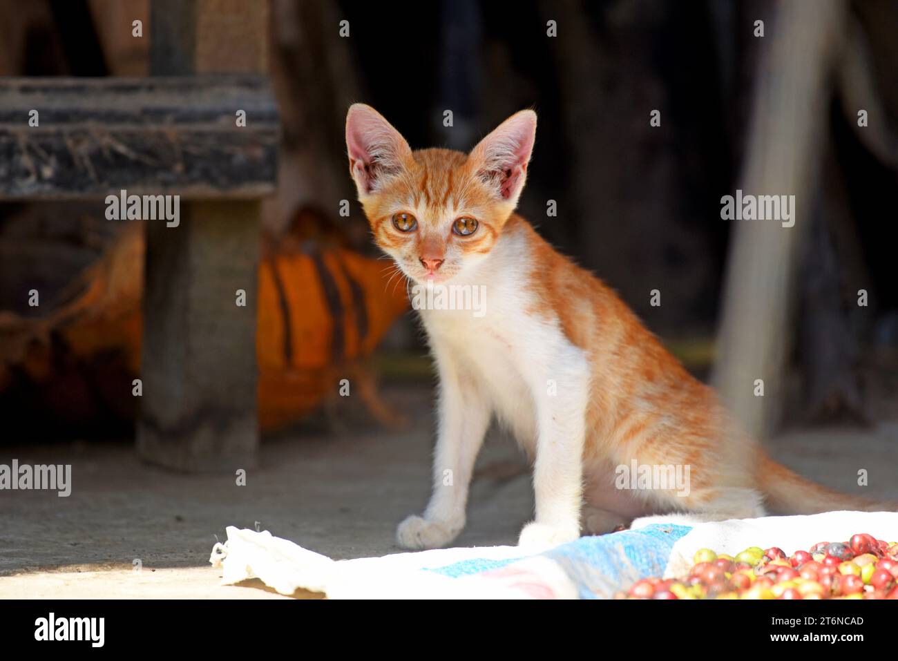 Indonesian domestic cat hi-res stock photography and images - Alamy