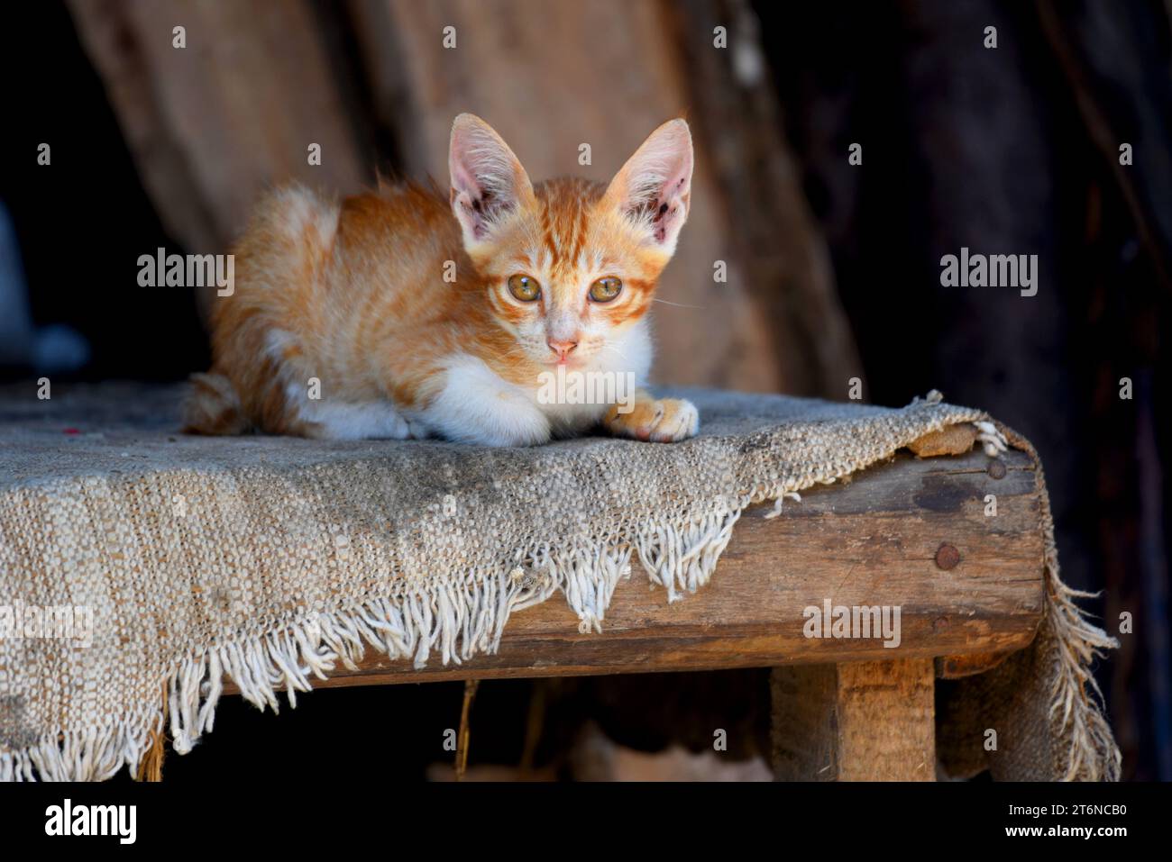 Indonesian domestic cat hi-res stock photography and images - Alamy