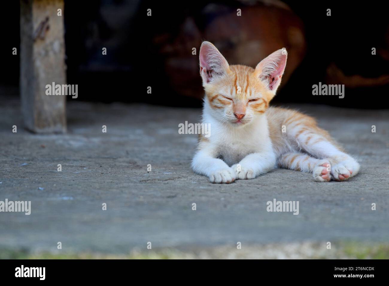 Indonesian domestic cat hi-res stock photography and images - Alamy