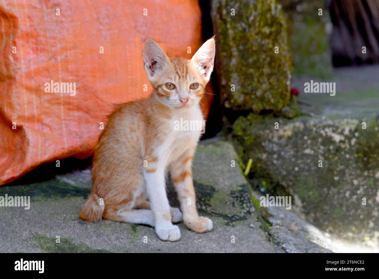 Indonesian domestic cat hi-res stock photography and images - Alamy