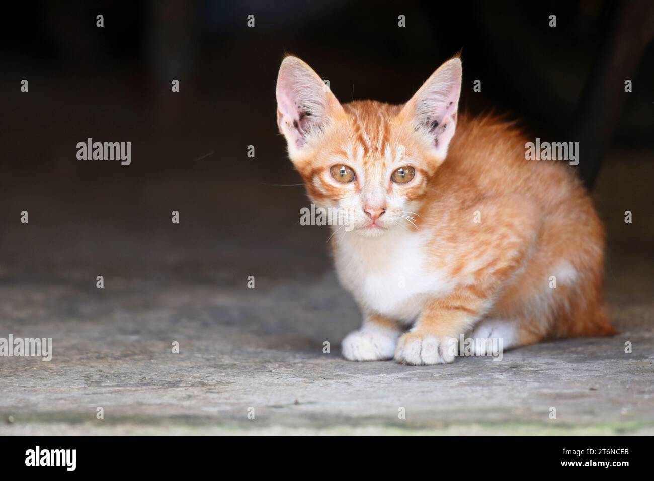 Indonesian domestic cat hi-res stock photography and images - Alamy