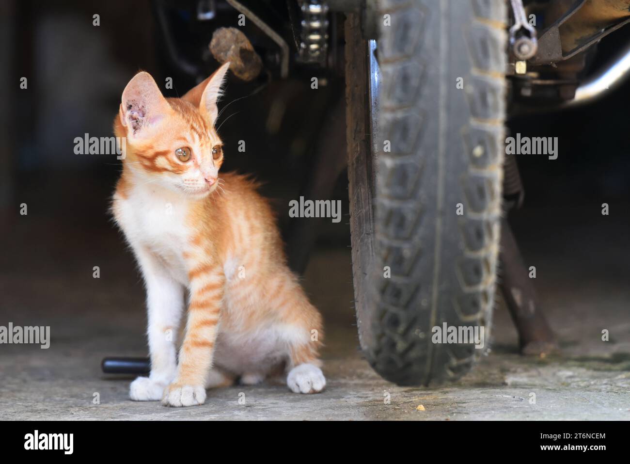Indonesian domestic cat hi-res stock photography and images - Alamy