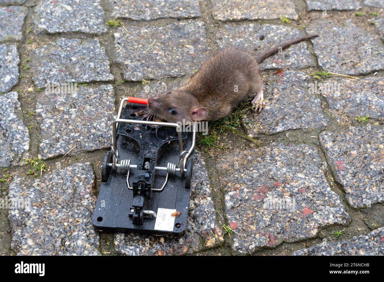 Rattrap hi-res stock photography and images - Alamy