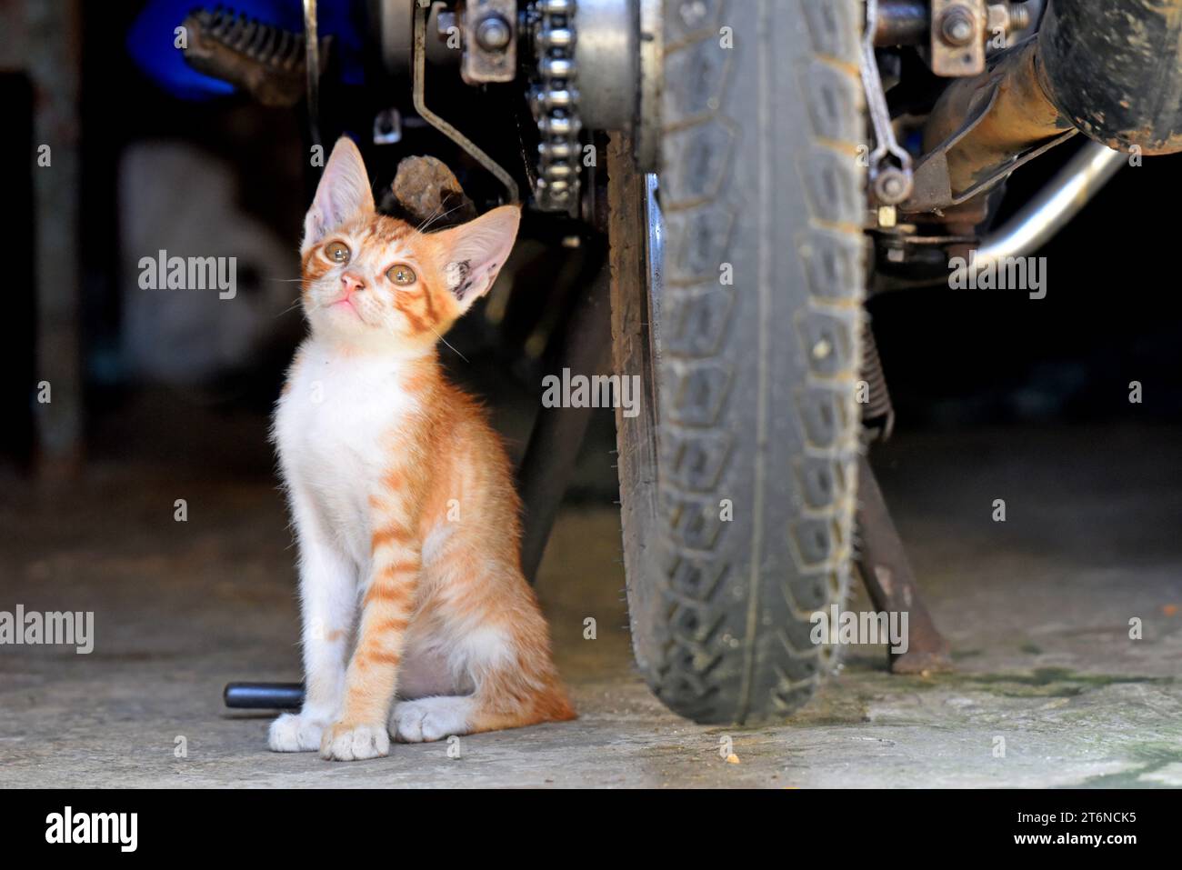 Indonesian domestic cat hi-res stock photography and images - Alamy