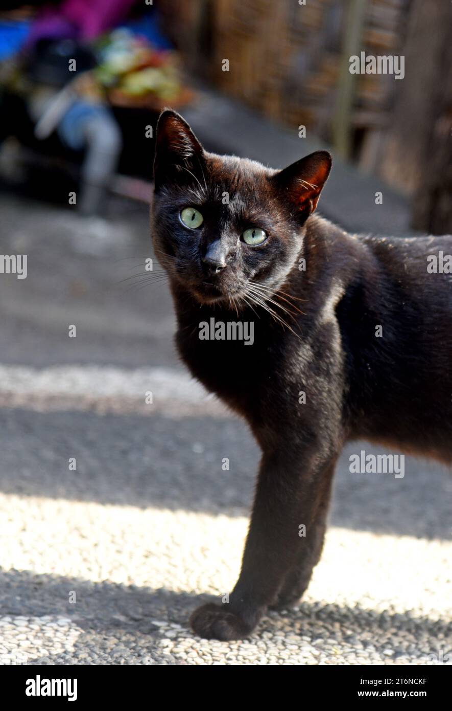 Indonesian domestic cat hi-res stock photography and images - Alamy