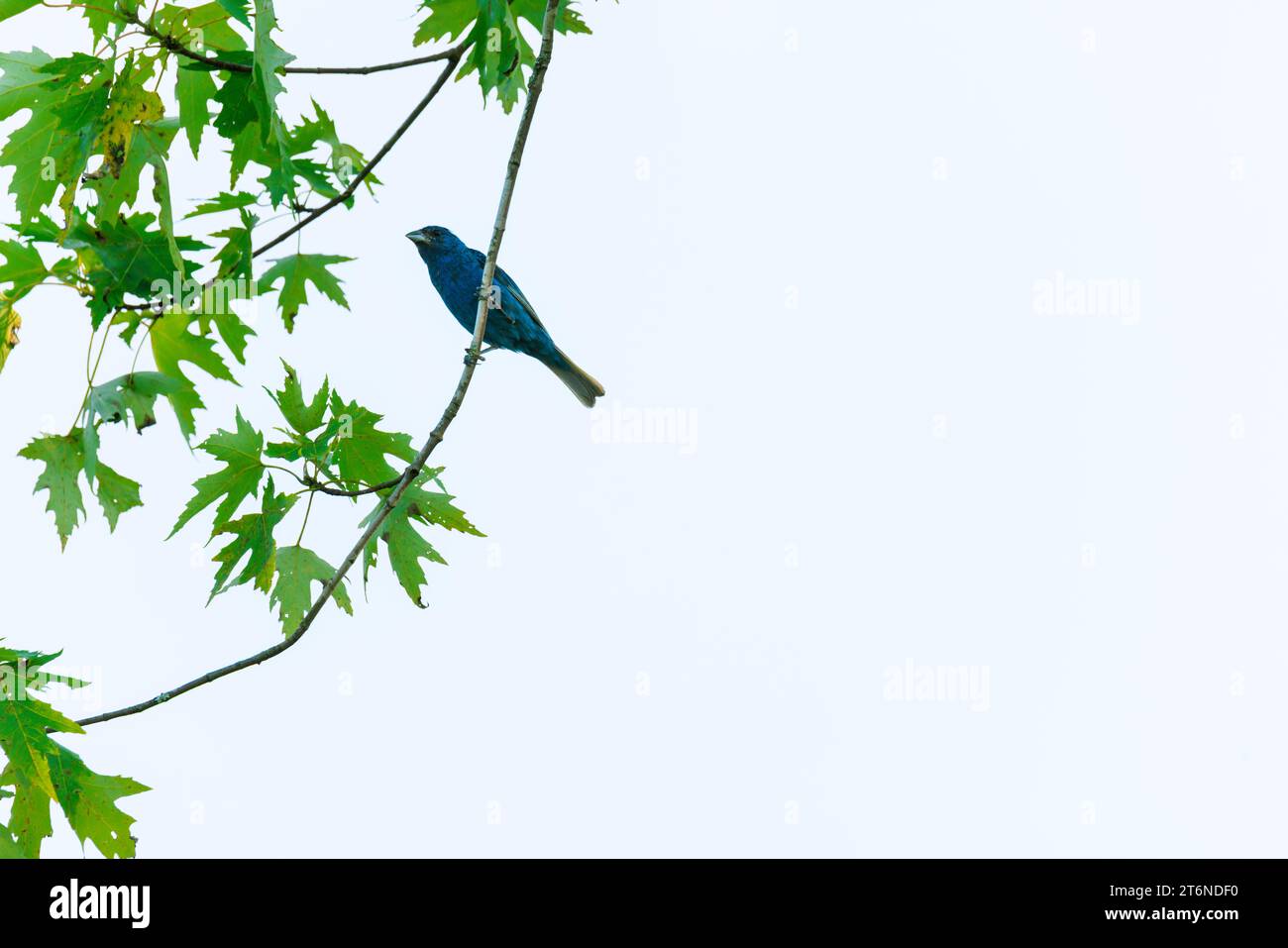 The indigo bird hi-res stock photography and images - Alamy